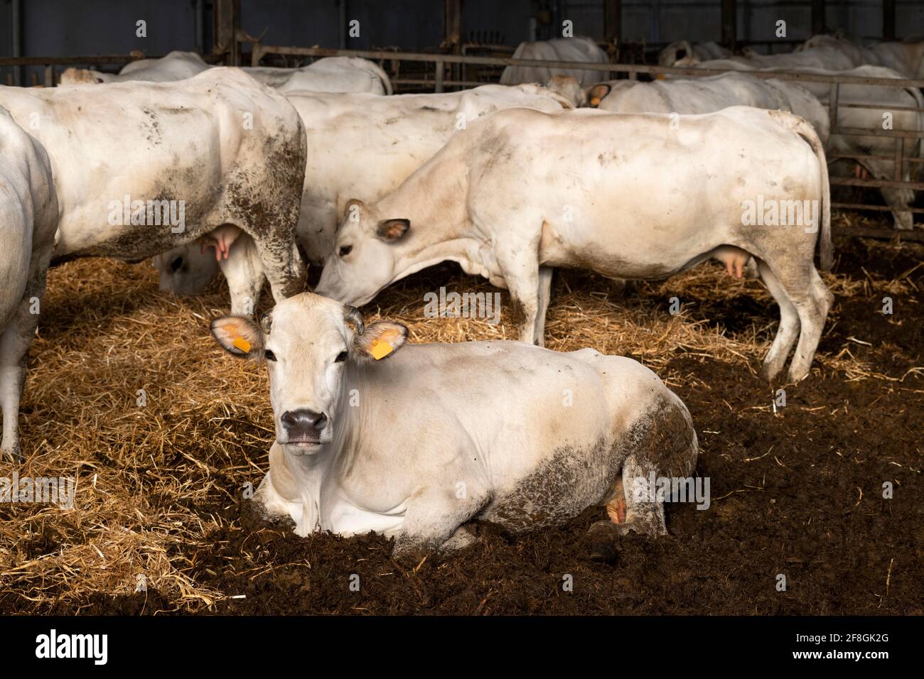 White Fassona piedmontese breed cows in the stable Stock Photo - Alamy
