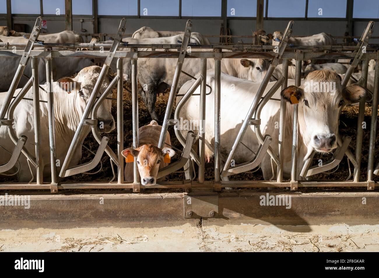 White Fassona piedmontese breed cows in the stable Stock Photo - Alamy
