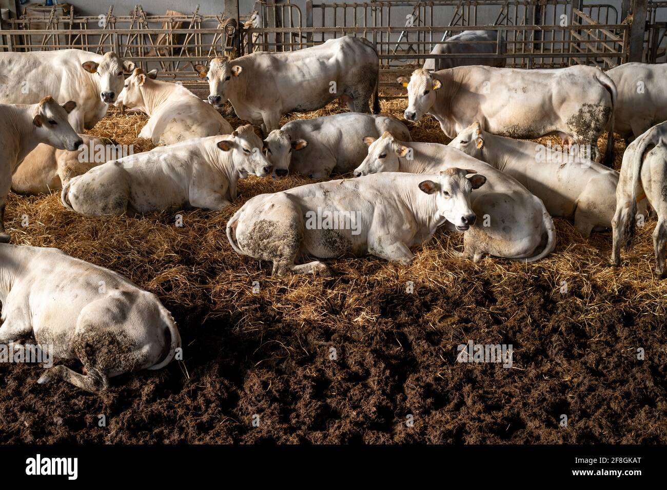White Fassona piedmontese breed cows in the stable Stock Photo - Alamy