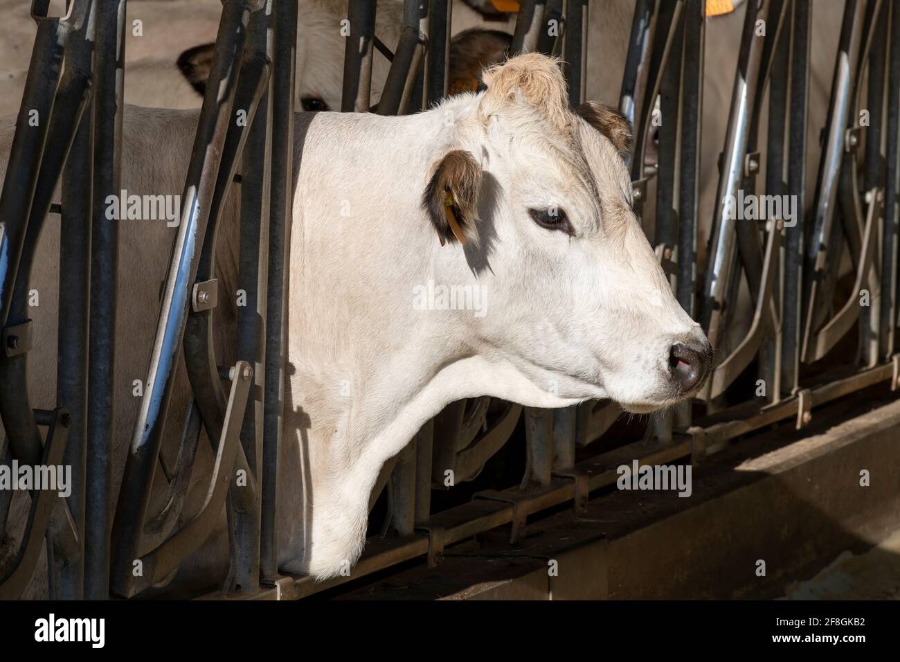 Fassona breed hi-res stock photography and images - Alamy