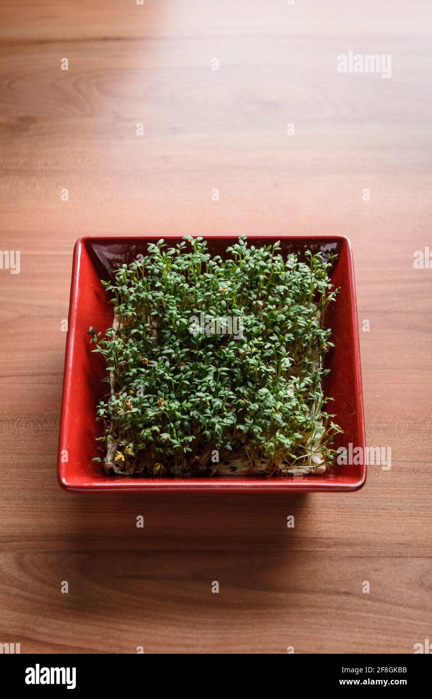 Lepidium sativum hi-res stock photography and images - Alamy