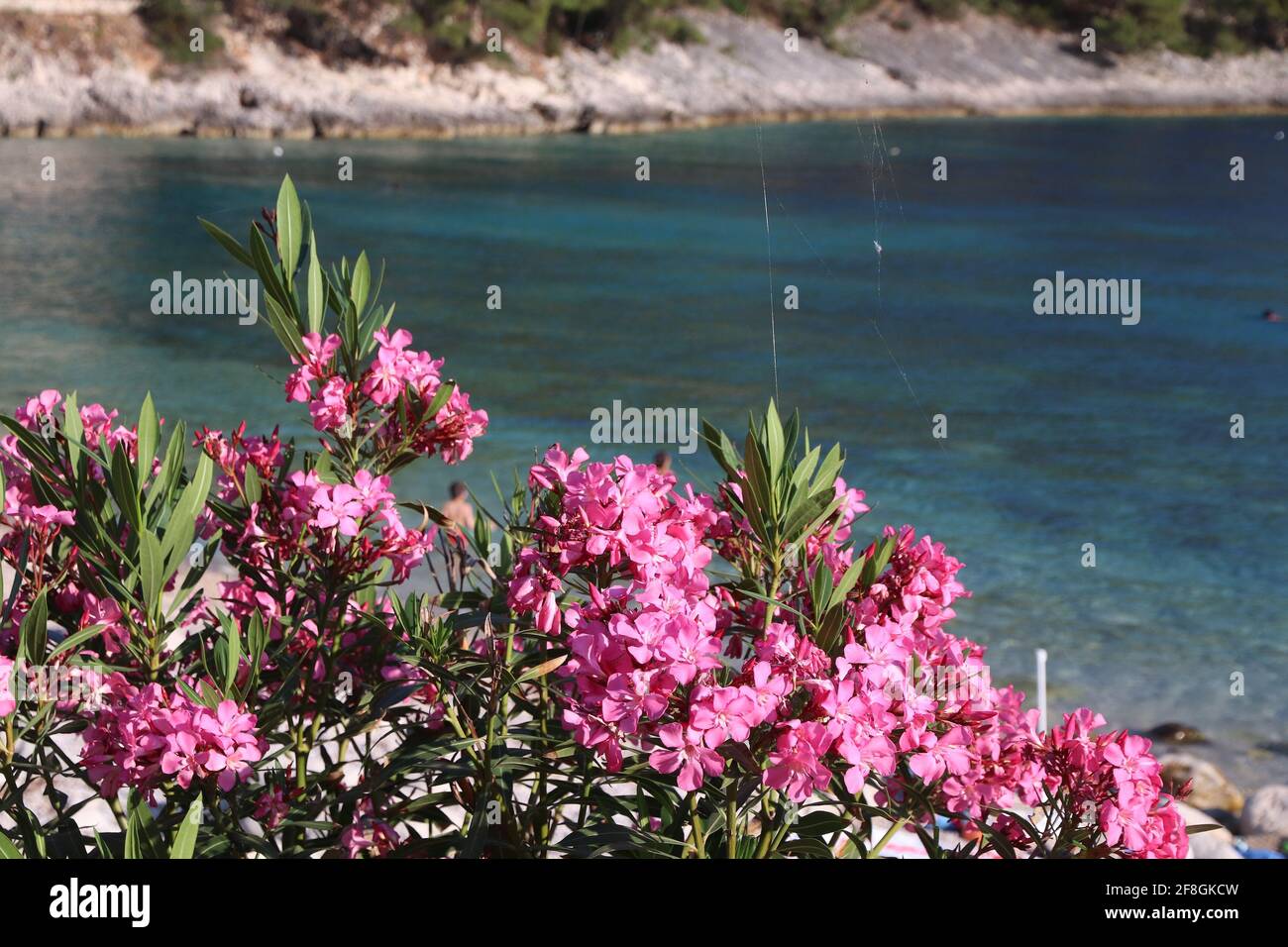 Oleander flowers in Croatia. Pupnatska Luka beach in Korcula island ...
