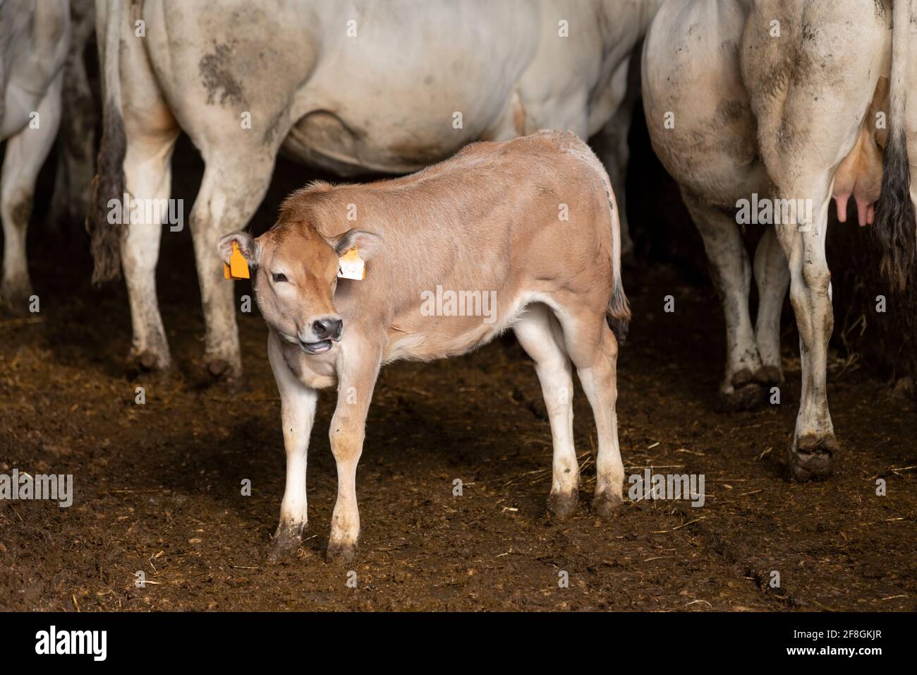 Piedmontese cattle hi-res stock photography and images - Alamy
