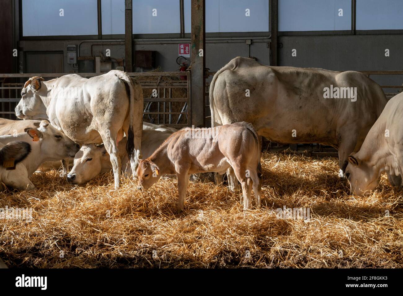 Piedmontese cattle hi-res stock photography and images - Alamy