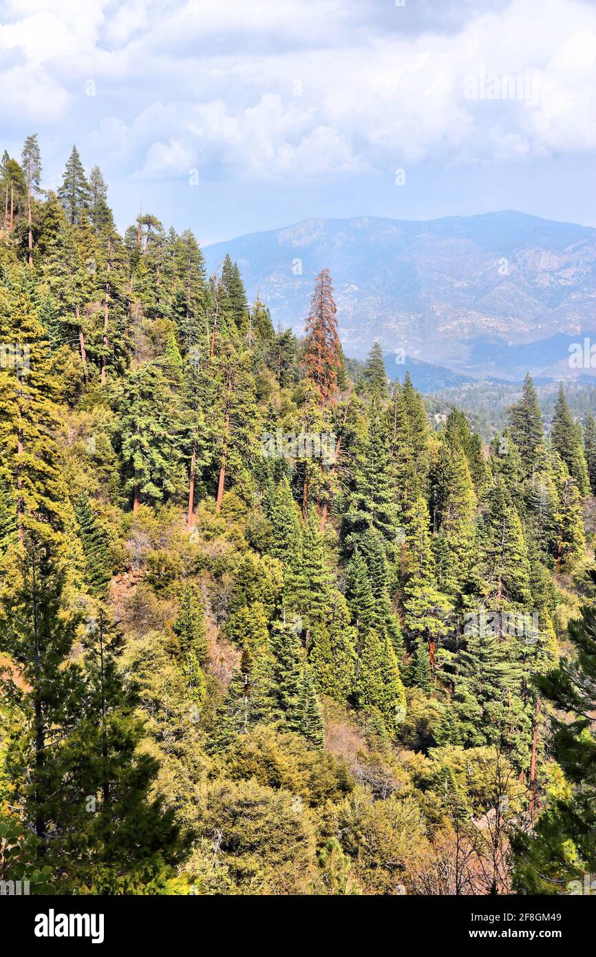 California - National Forest view in Giant Sequoia National Monument ...