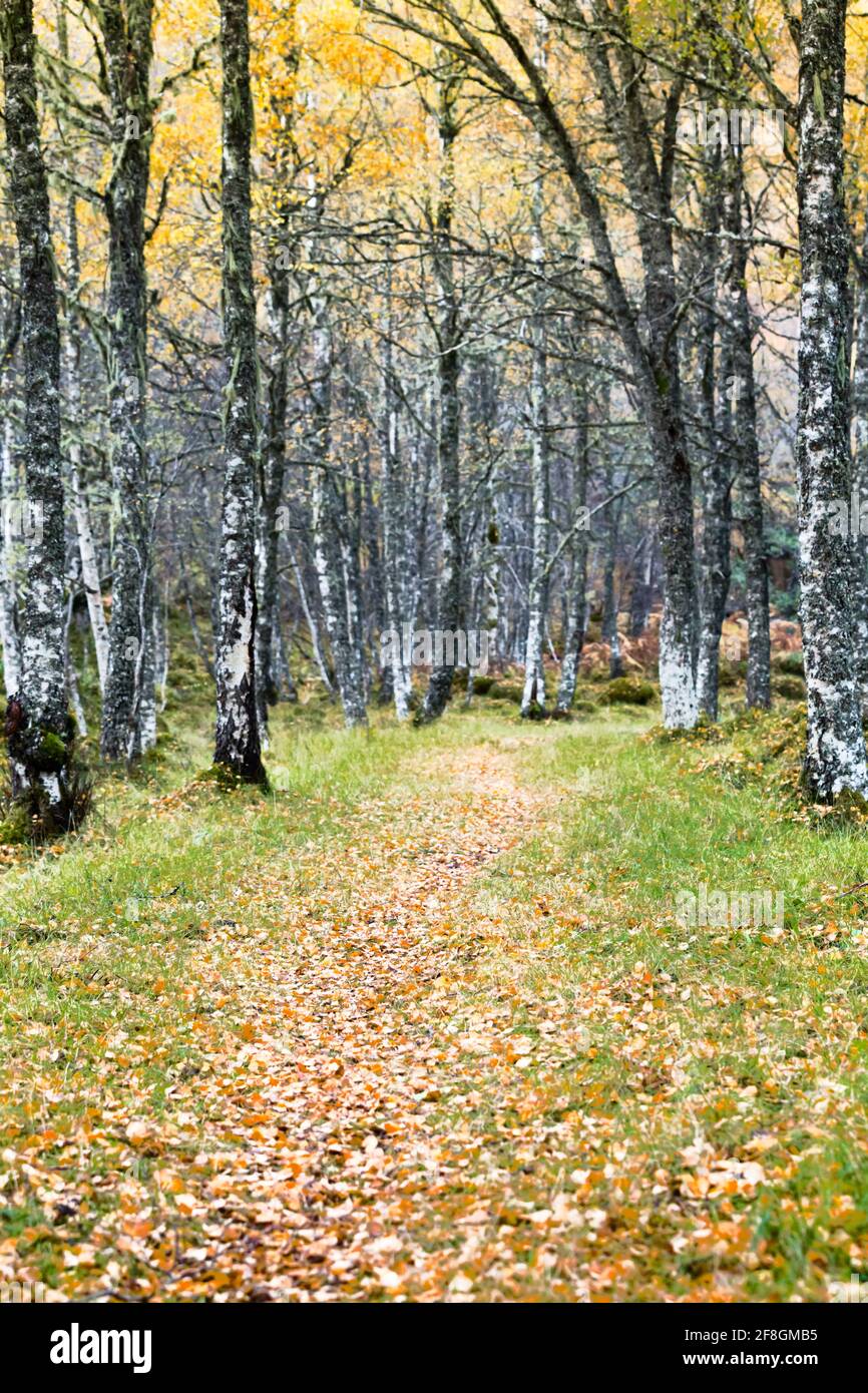 Birch trees Betula pendula in autumn with leaves turning colour in the ...