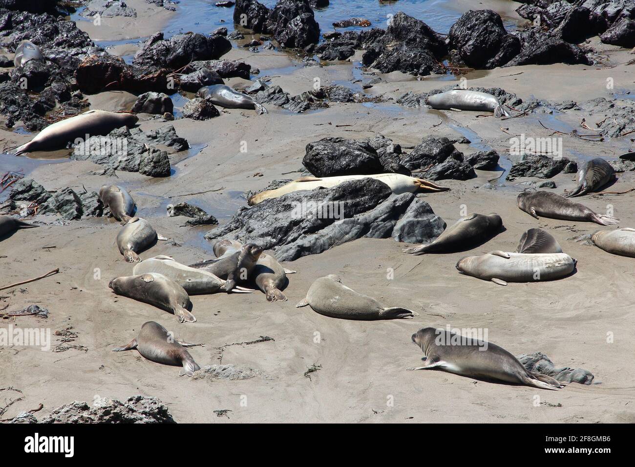 California nature - Piedras Blancas elephant seal rookery near San ...