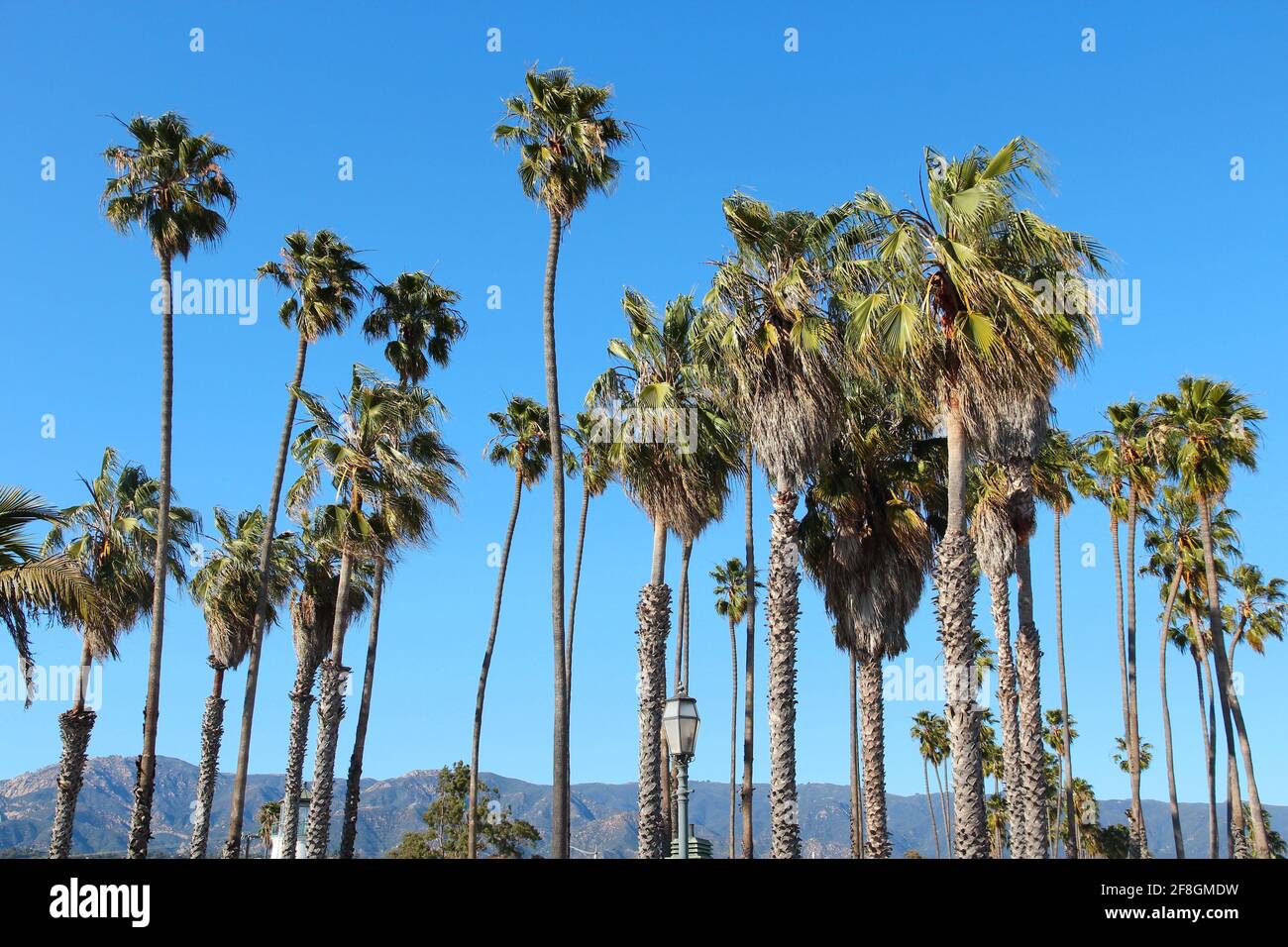 Palm trees in Santa Barbara. Palm trees in California, USA Stock Photo ...