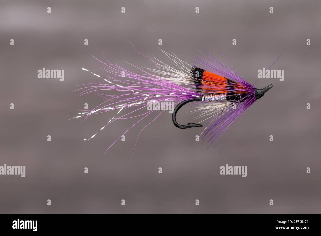 Atlantic Salmon fishing fly an Ally's Purple double Shrimp fly taken in ...