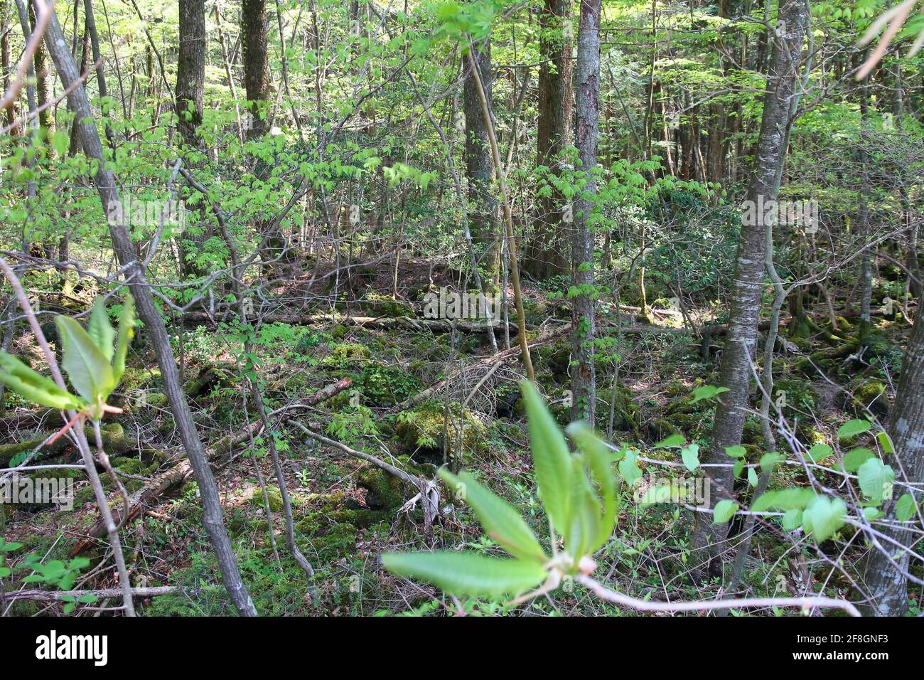 Aokigahara Forest in Japan. Forest near Mount Fuji in Yamanashi ...