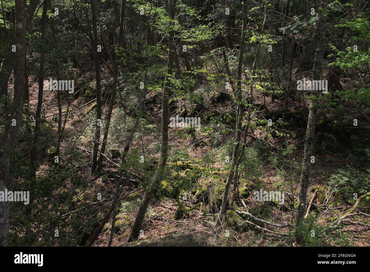Aokigahara Forest in Japan. The mysterious dark forest in Yamanashi ...