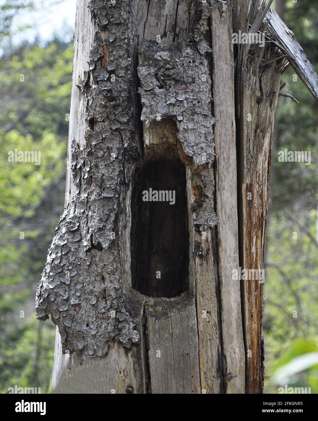 Woodpecker cave in a dead tree stump Stock Photo - Alamy