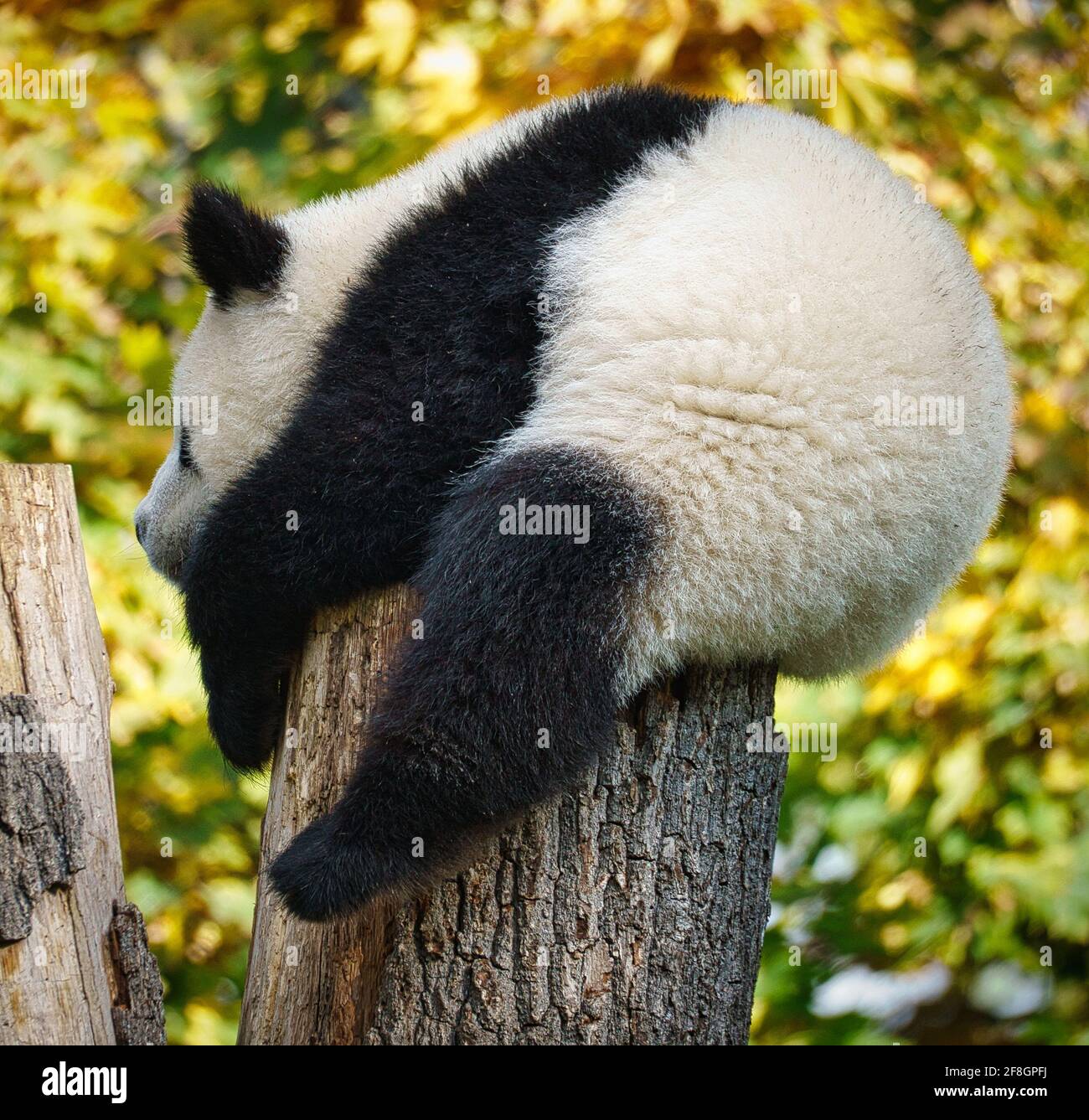 the giant panda bear is threatened with extinction. Breeding has ...