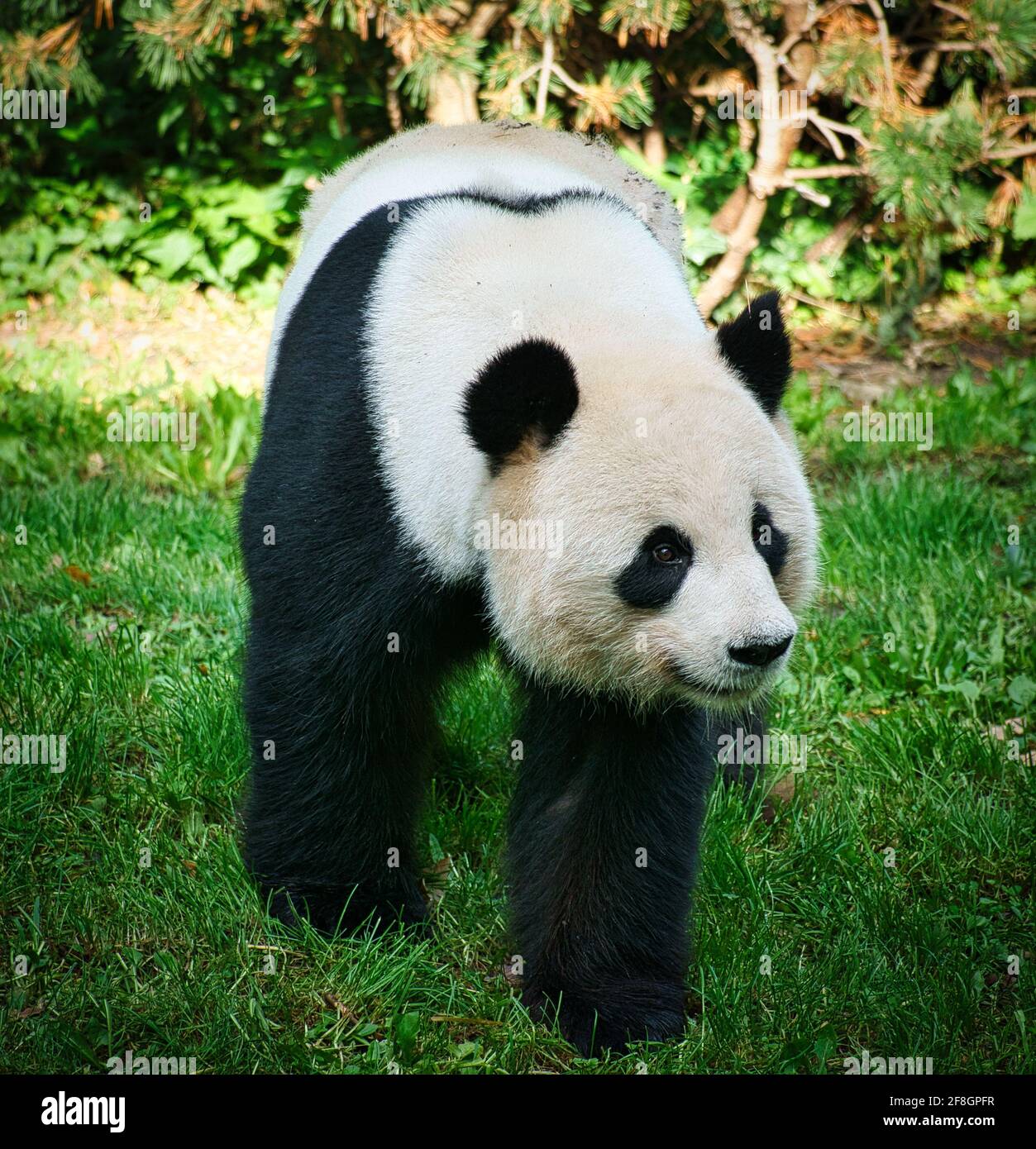 the giant panda bear is threatened with extinction. Breeding has ...
