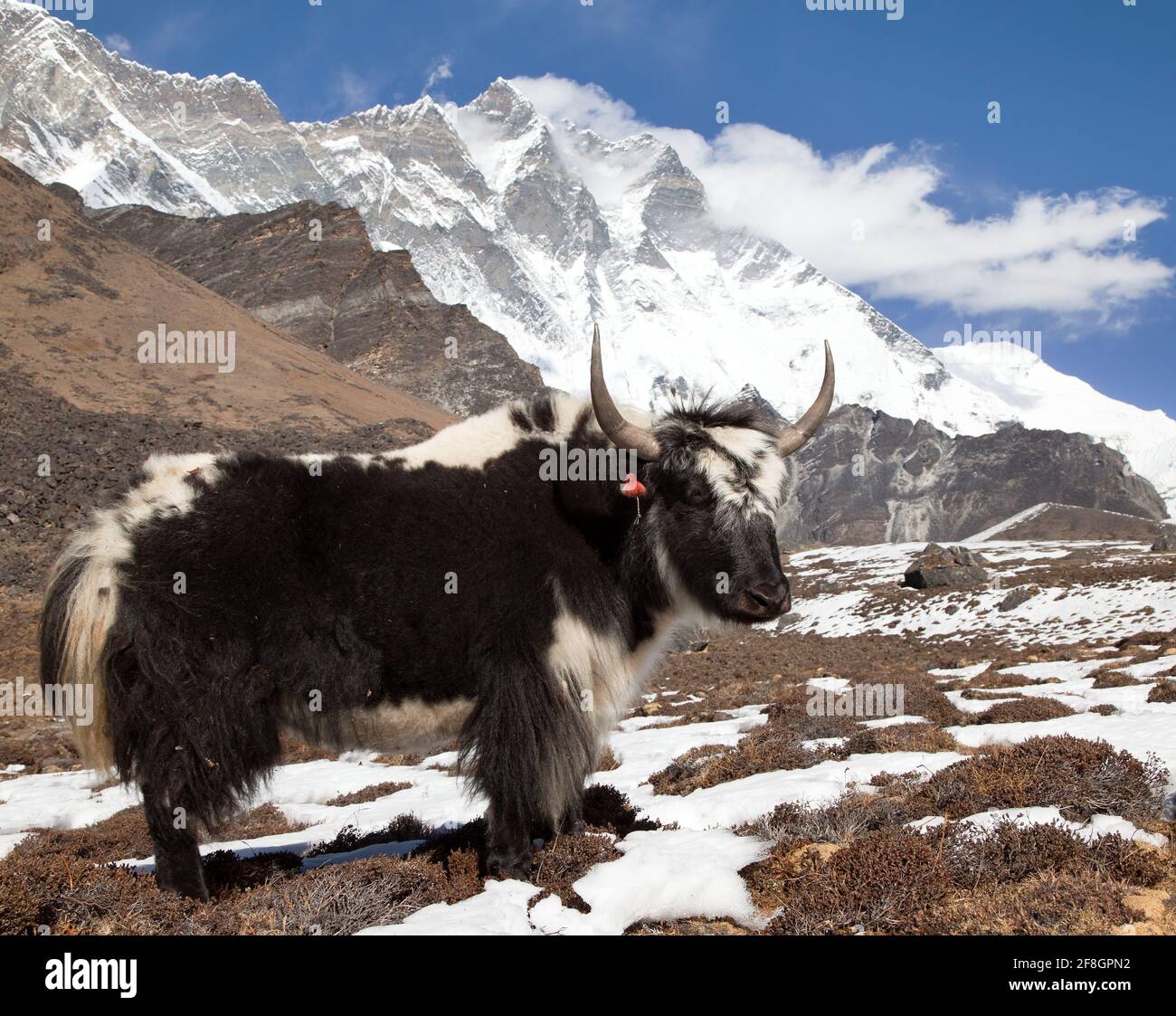Yak on the way to Everest base camp and mount Lhotse - Nepal Stock ...