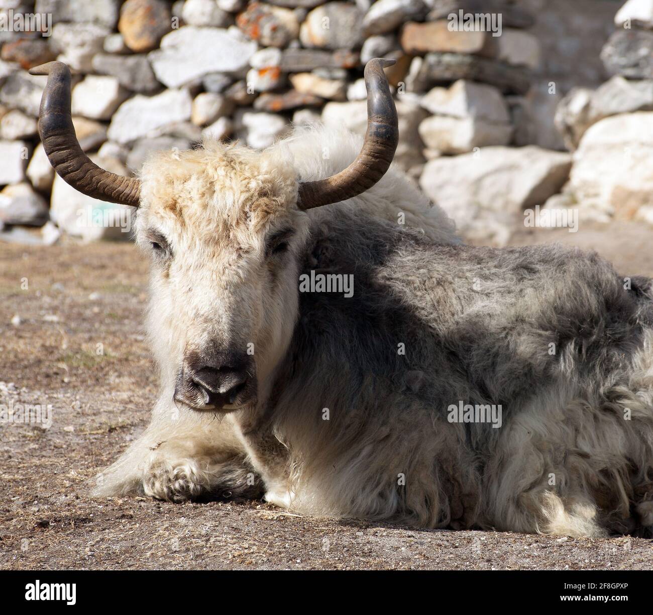 White and grey yak which is lying outside of lodge in nepalese ...