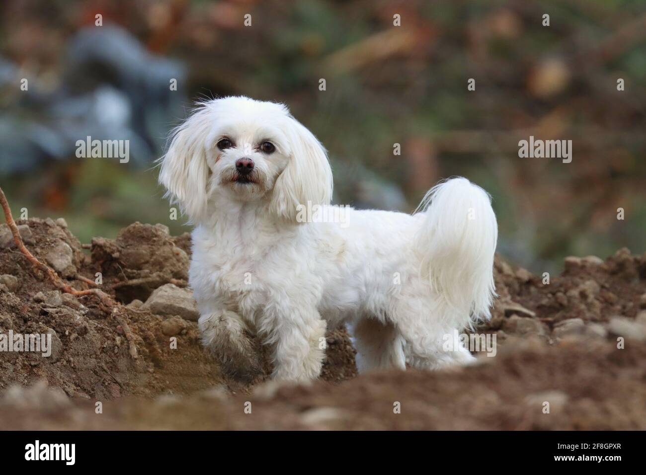 Little white dogs High Resolution Stock Photography and Images - Alamy