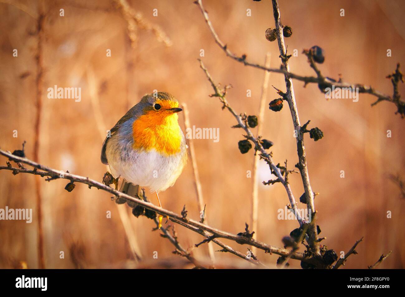 Robin bird songbird hi-res stock photography and images - Alamy