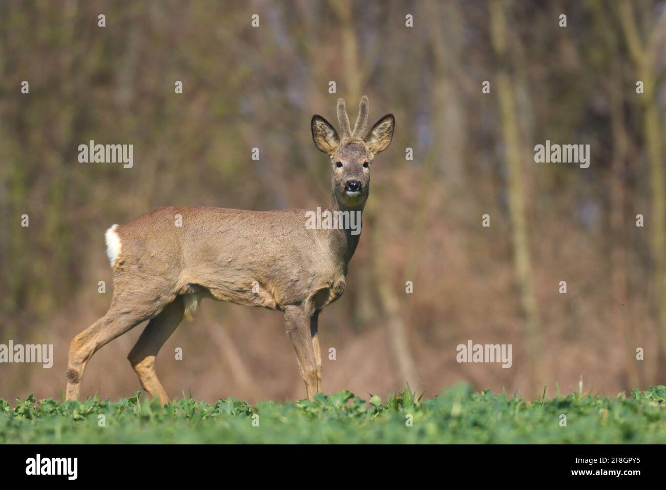 Animal observation forest hi-res stock photography and images - Alamy