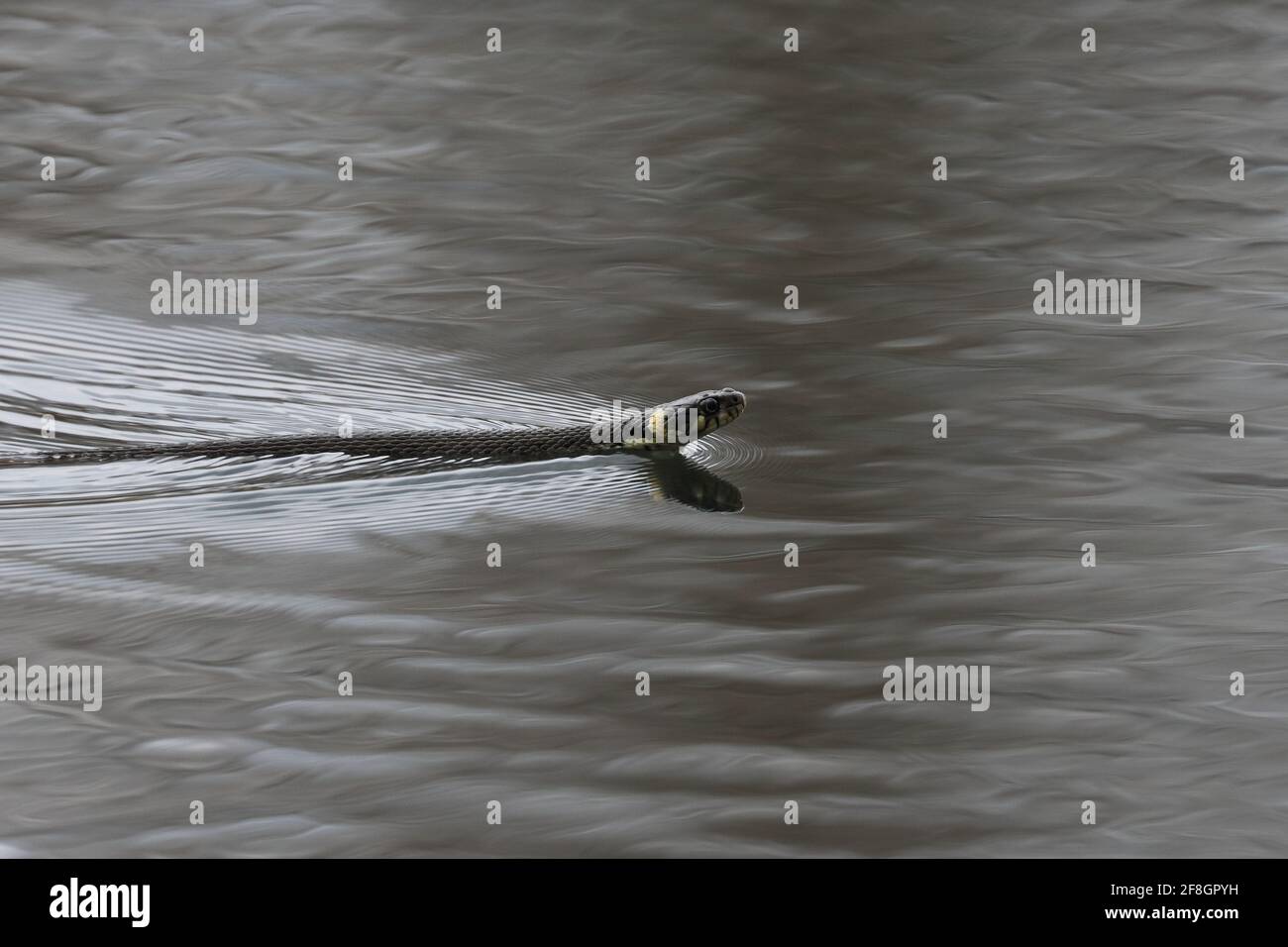 Snake Pond High Resolution Stock Photography and Images - Alamy