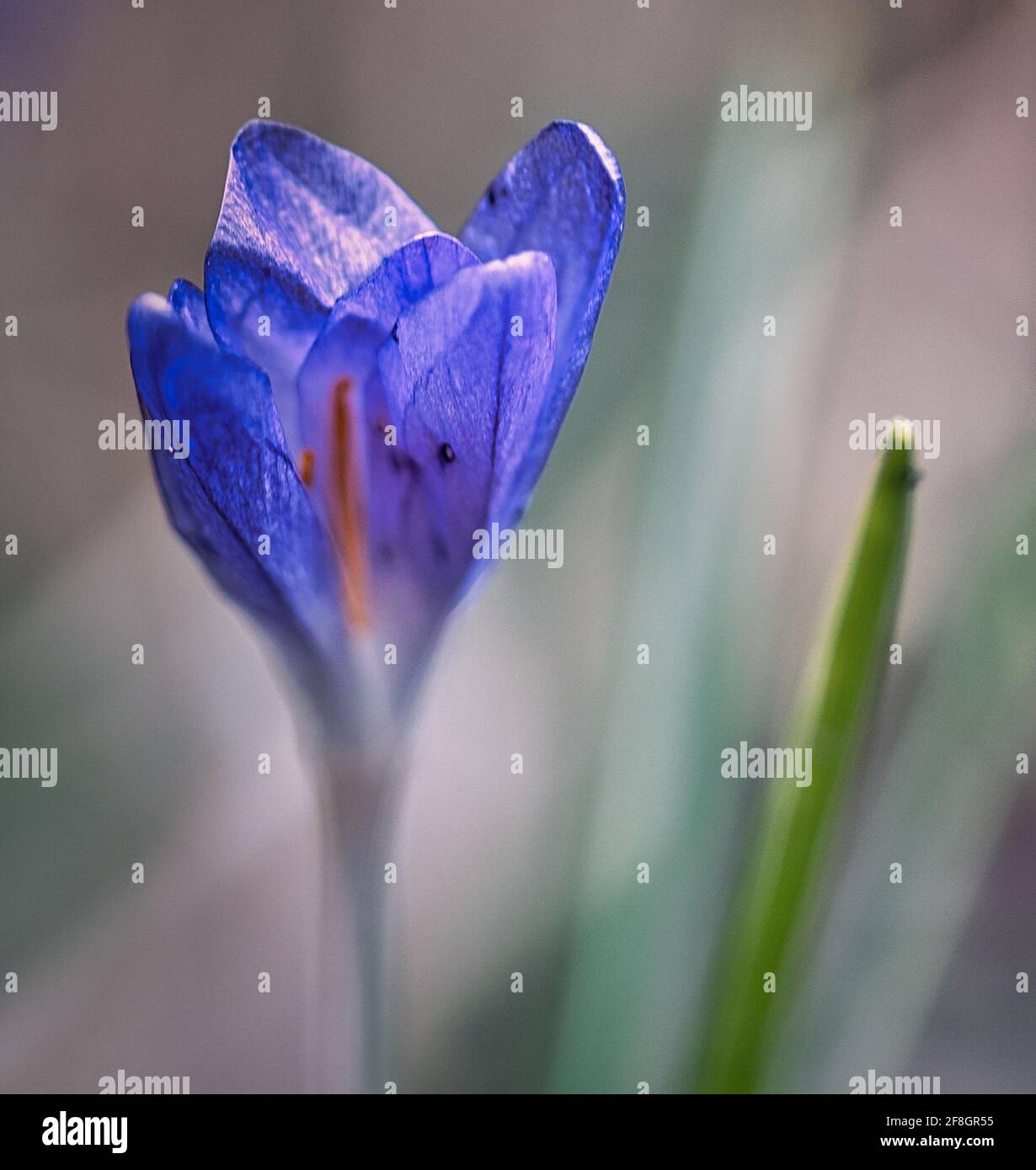 The crocus flower in a soft light bokeh Stock Photo - Alamy