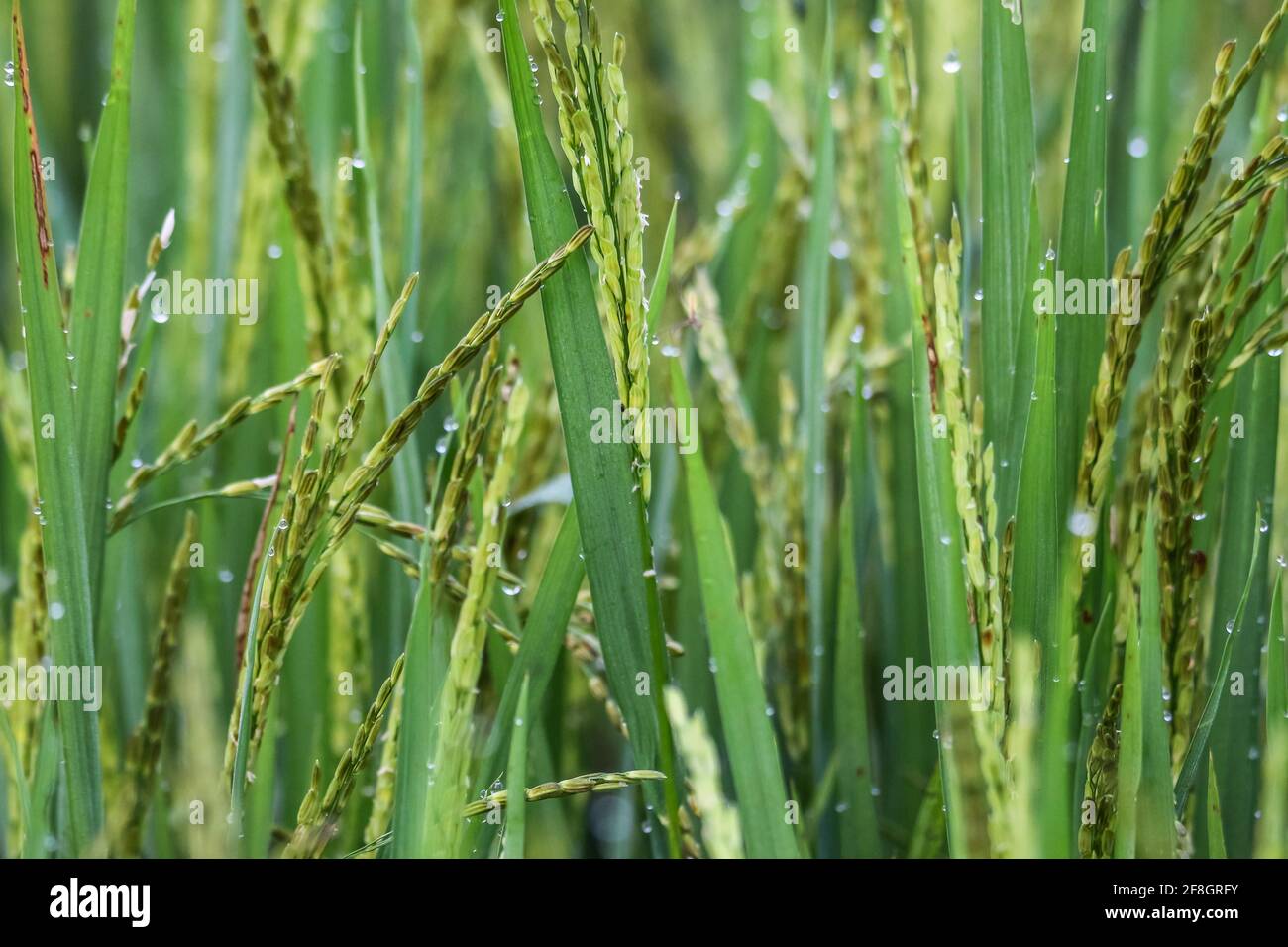 How to plant rice hi-res stock photography and images - Alamy