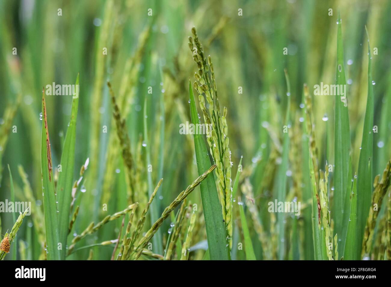How to plant rice hi-res stock photography and images - Alamy