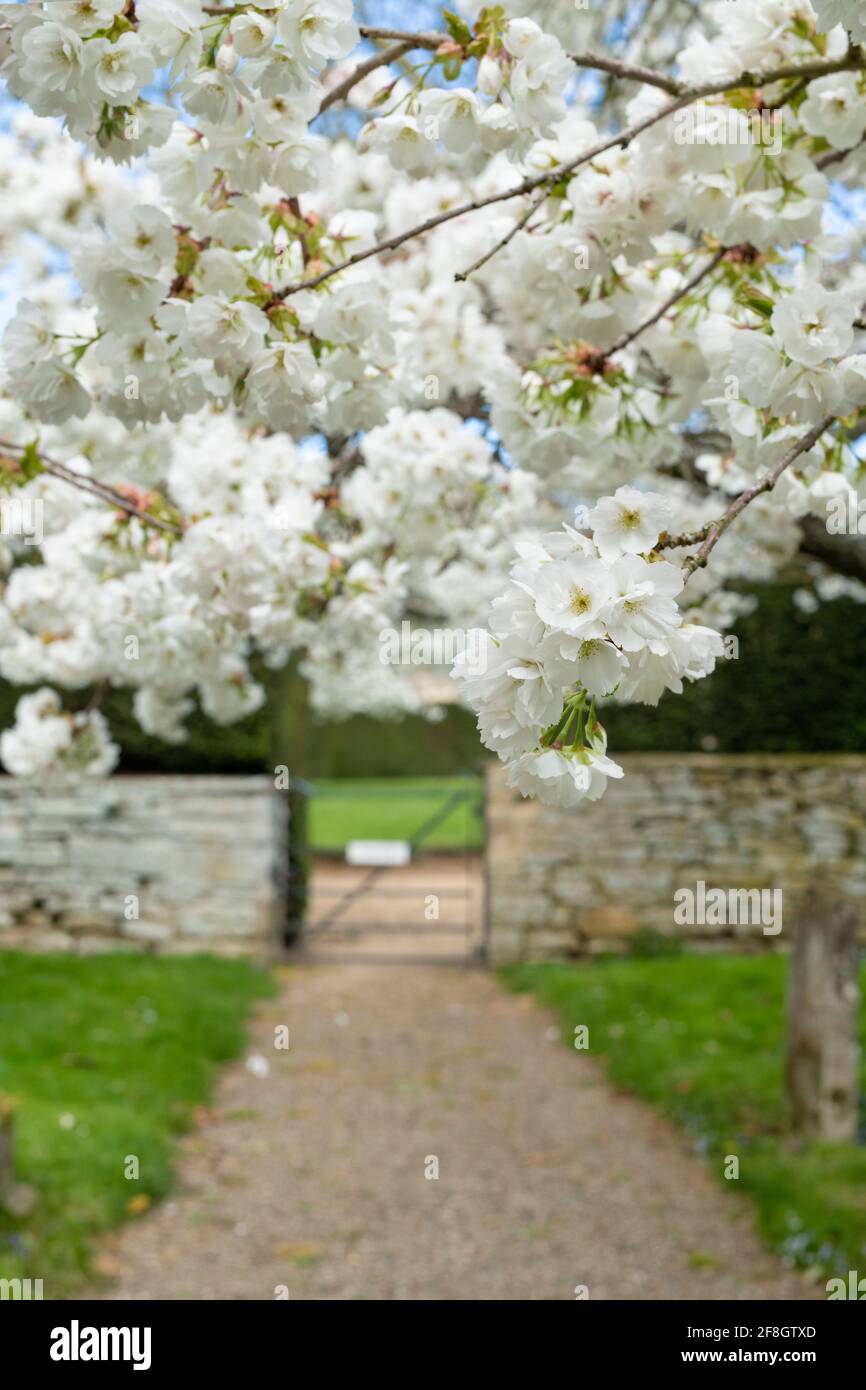 Prunus shirotae. Cherry tree in blossom in St Faith’s churchyard in the ...