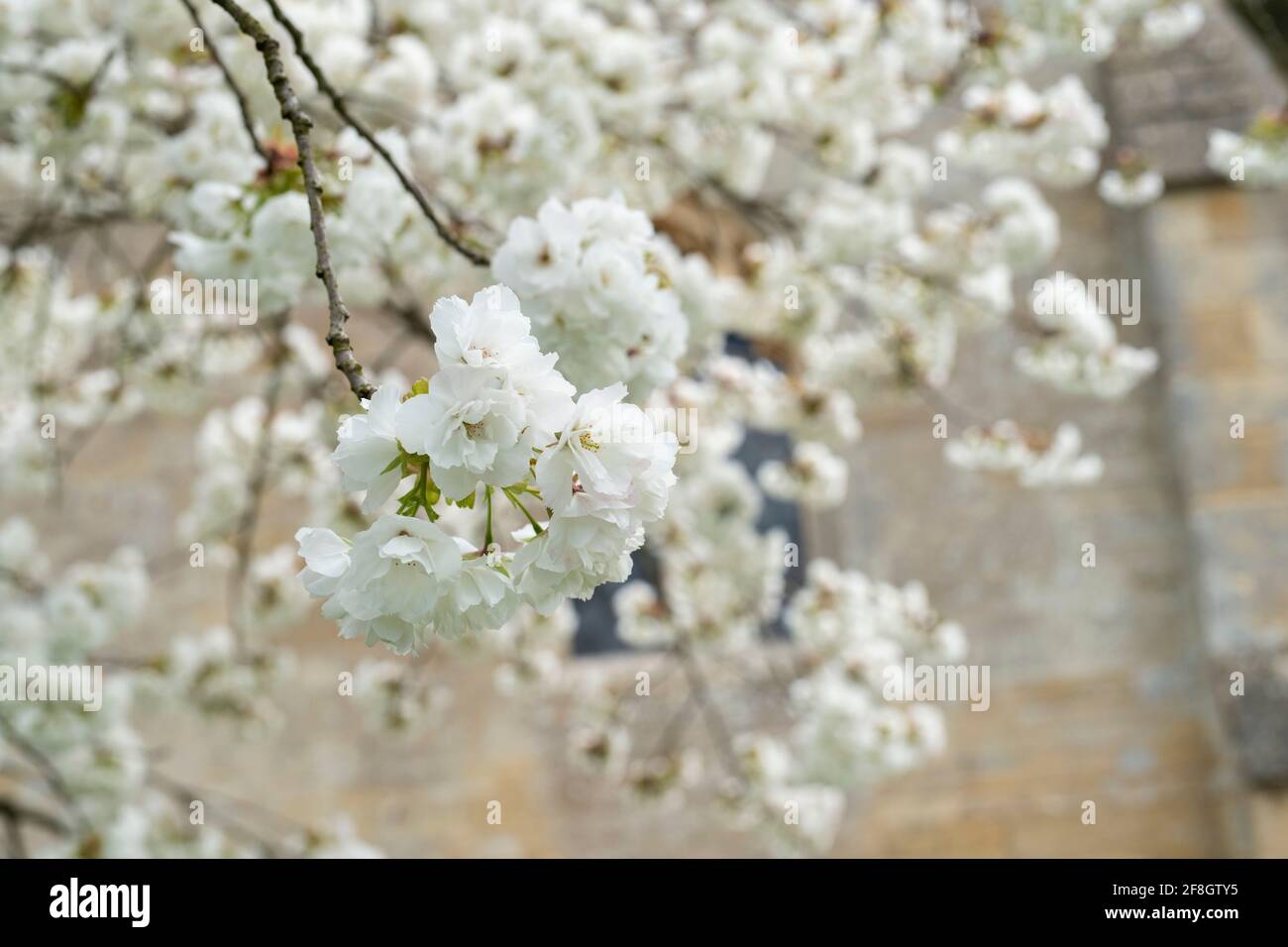 Prunus shirotae. Cherry tree in blossom in St Faith’s churchyard in the ...