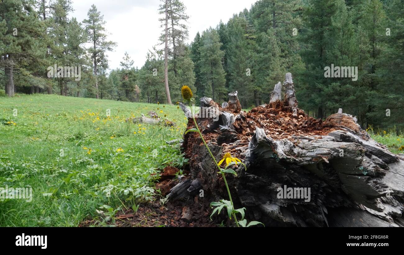 Peaceful Area in the forest Stock Photo - Alamy