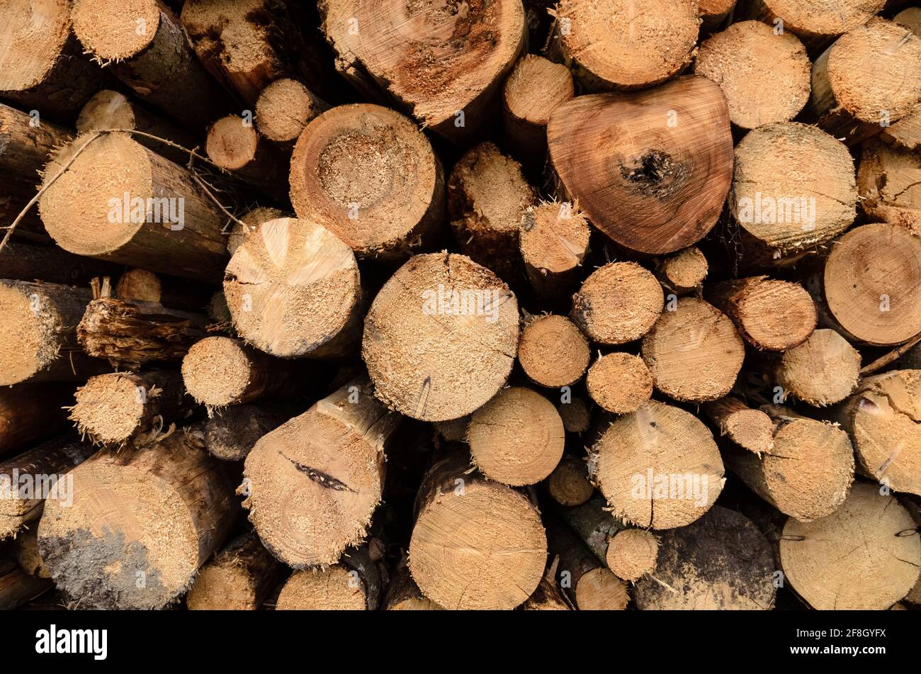 Many trees cross hi-res stock photography and images - Alamy