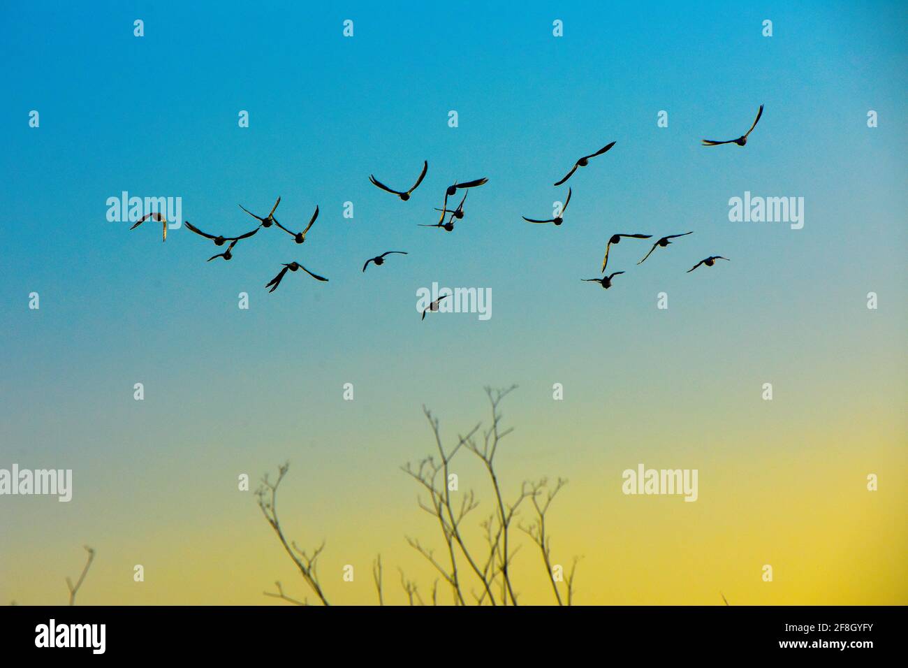 Pigeons flying together hi-res stock photography and images - Alamy