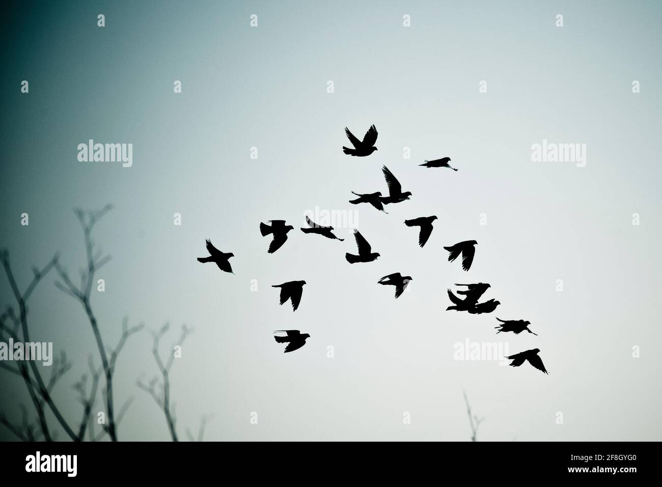 Pigeons flying together hi-res stock photography and images - Alamy