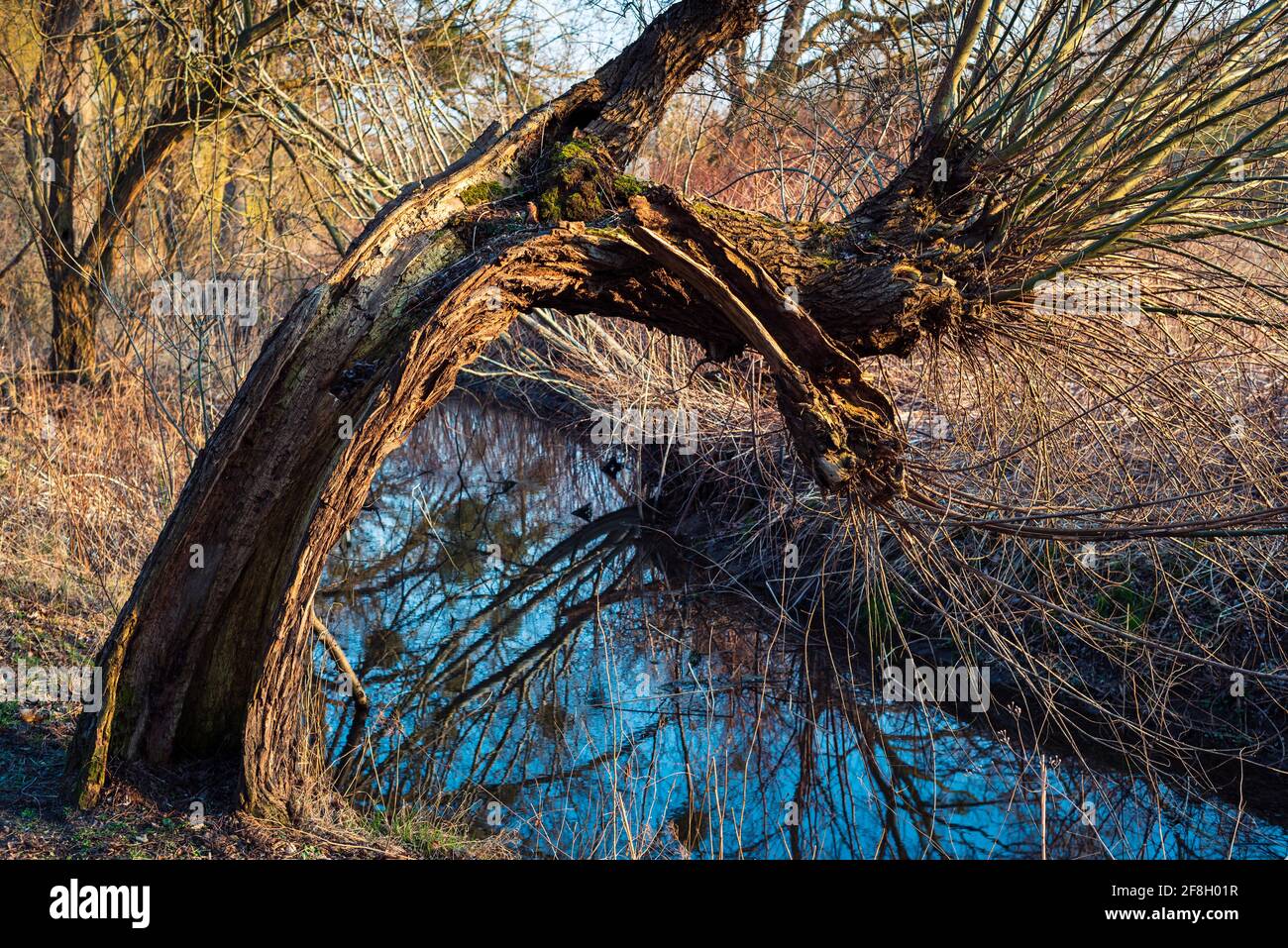 Bending tree hi-res stock photography and images - Alamy