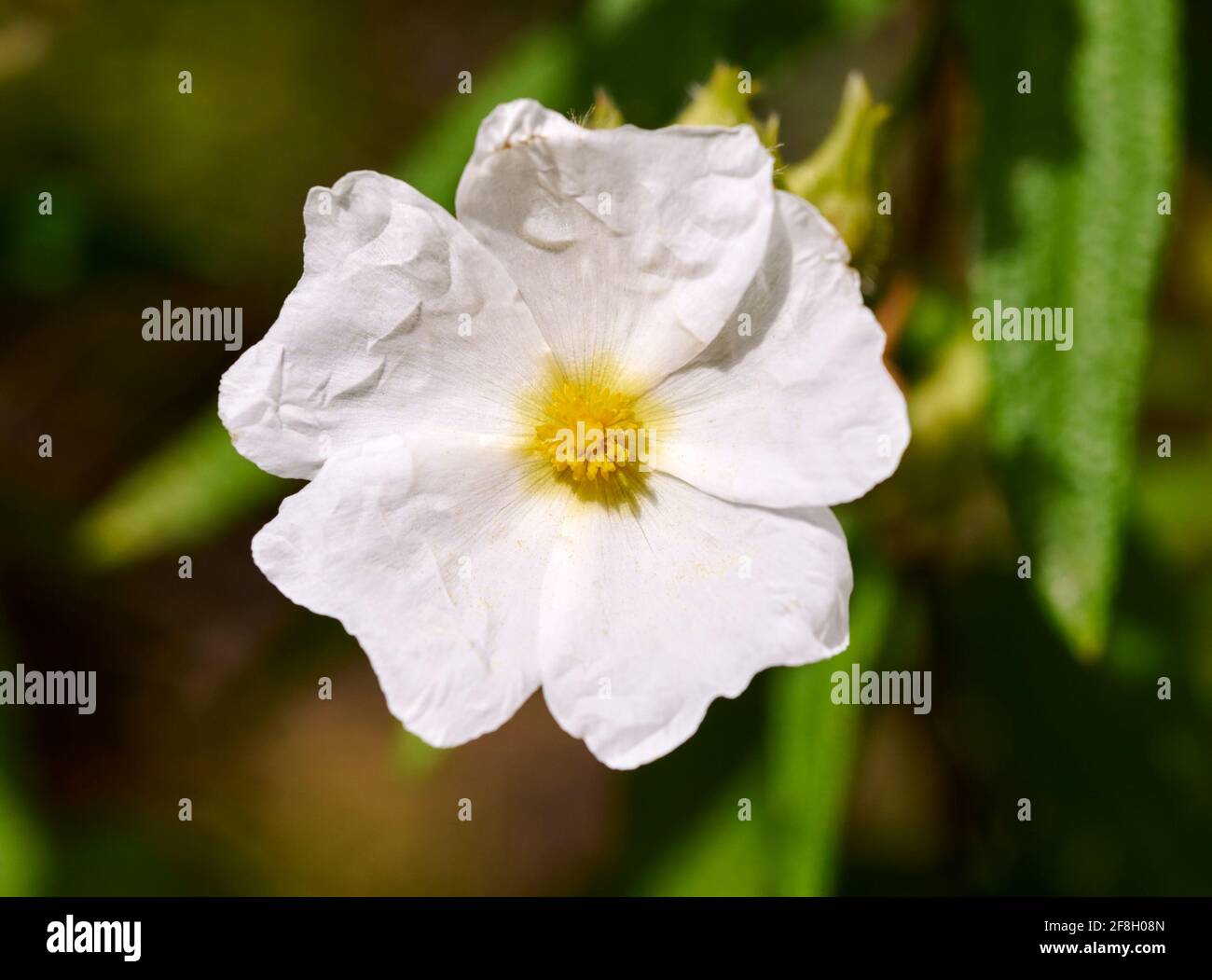 Cistus monspeliensis ssp. canariensis Stock Photo - Alamy