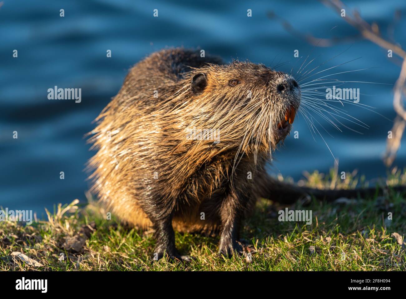 Cute nutria hi-res stock photography and images - Alamy