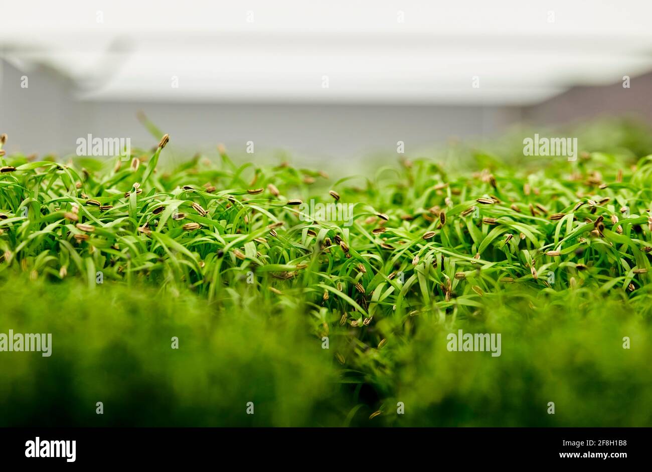 Coriander seedlings hi-res stock photography and images - Alamy