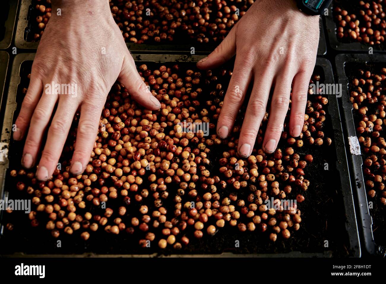 Edible seeds from plants hi-res stock photography and images - Alamy