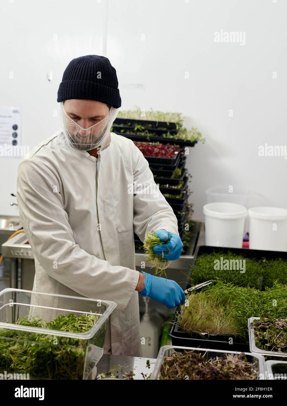 Harvesting microgreens hi-res stock photography and images - Alamy