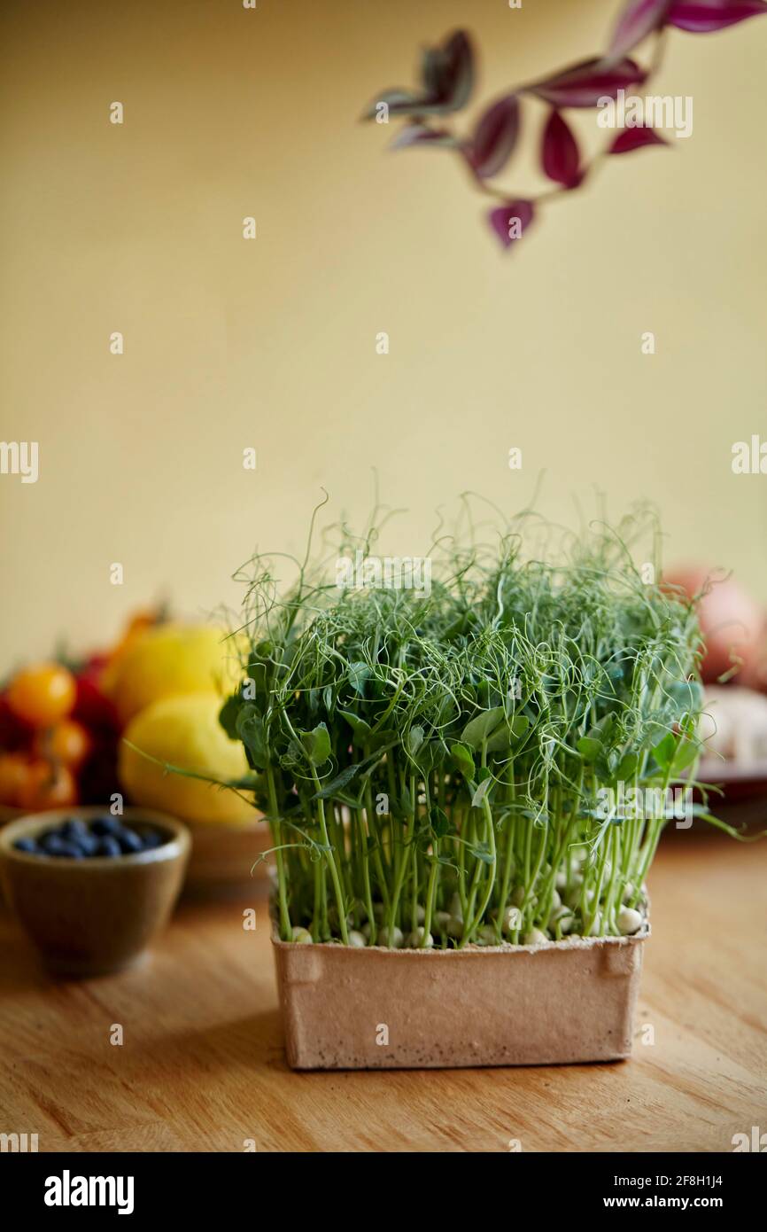 Microgreens growing at home Stock Photo - Alamy