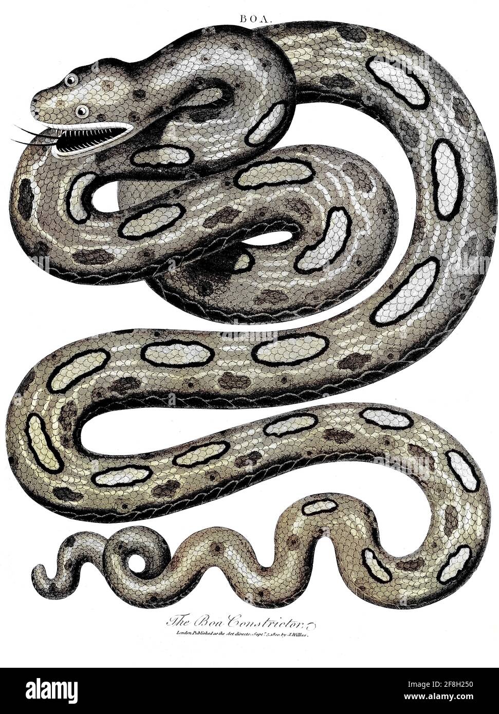 The boa constrictor (Boa constrictor), also called the red-tailed boa ...