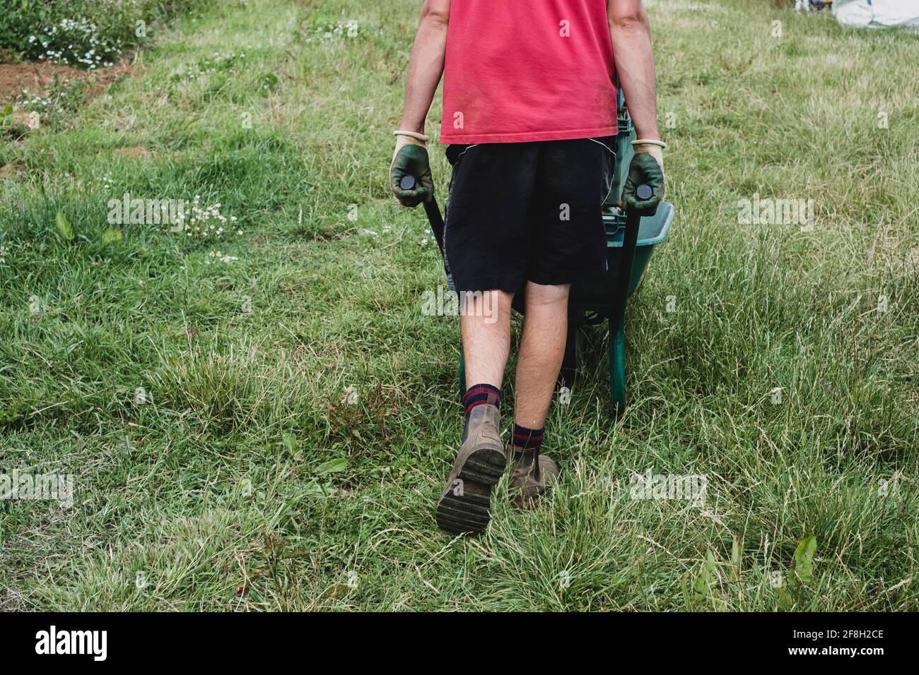Rear view of farmer walking along field, pushing wheelbarrow Stock ...