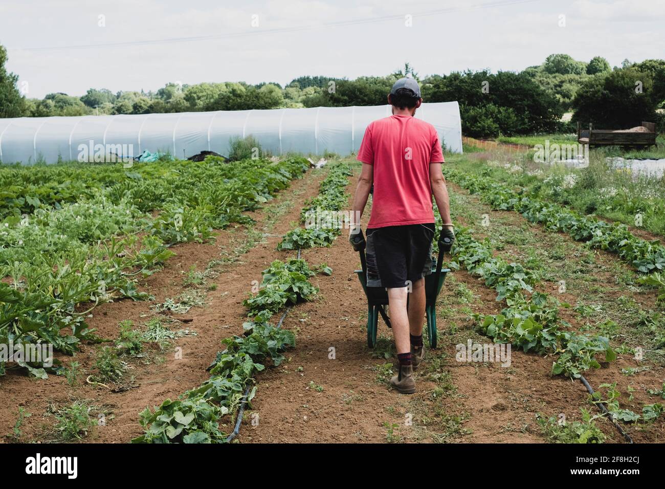 Rear view of farmer walking along field, pushing wheelbarrow Stock ...