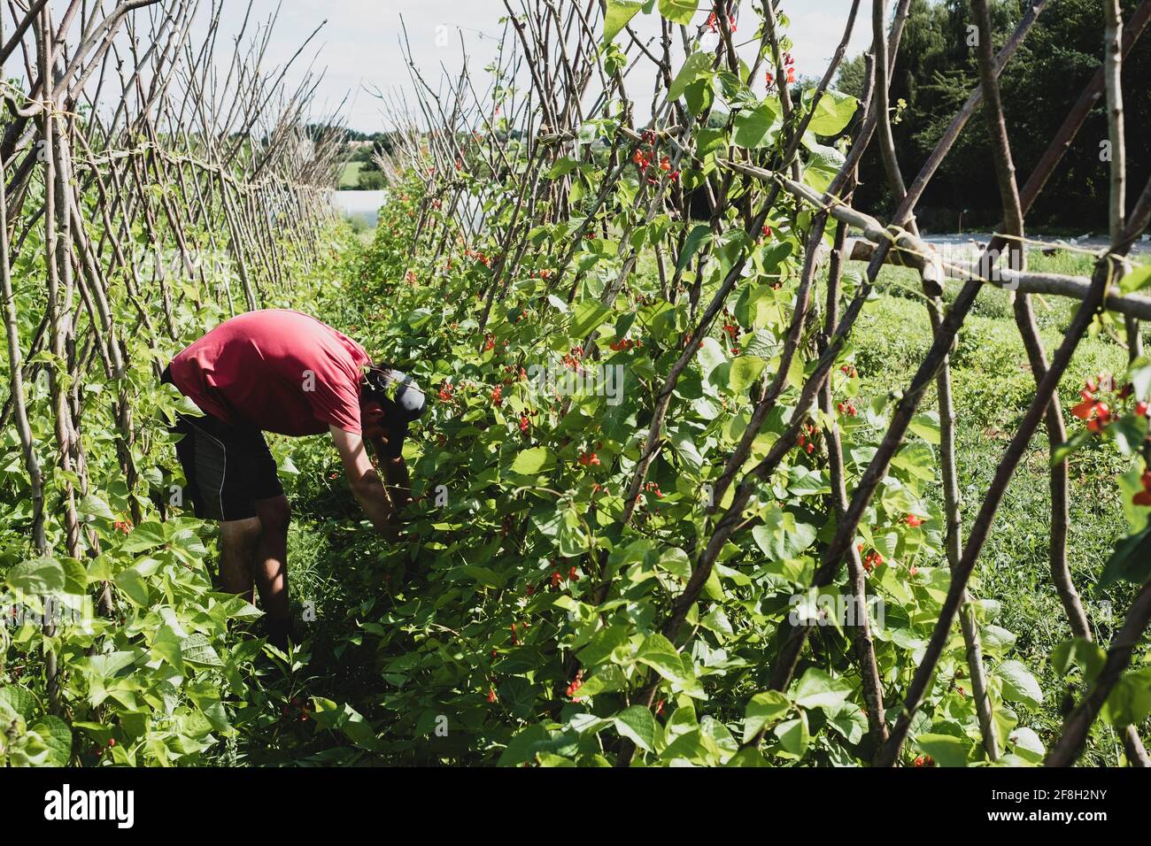 Harvesting runner bean hi-res stock photography and images - Alamy