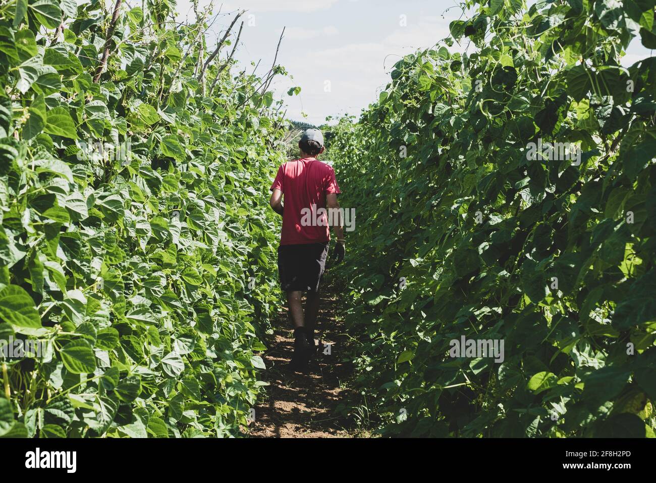 Walking beans hi-res stock photography and images - Alamy