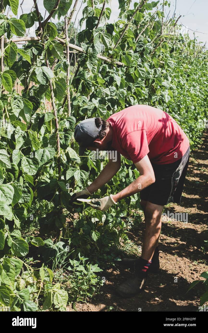 Harvesting runner bean hi-res stock photography and images - Alamy