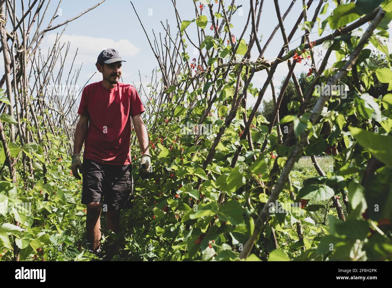 Walking beans hi-res stock photography and images - Alamy