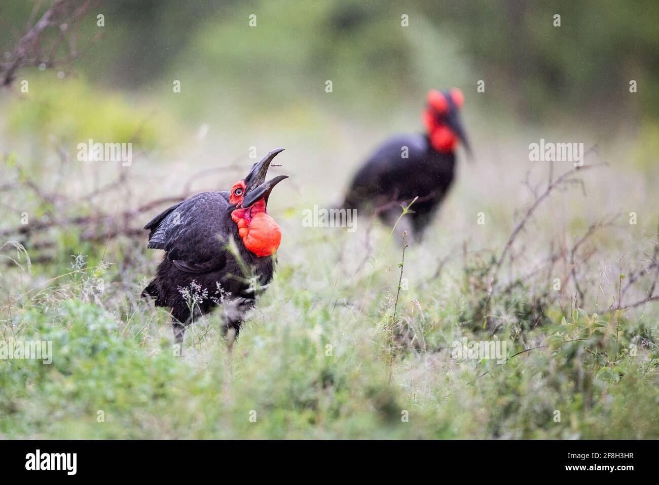 A southern ground hornbill, Bucorvus leadbeateri, finds food in the ...