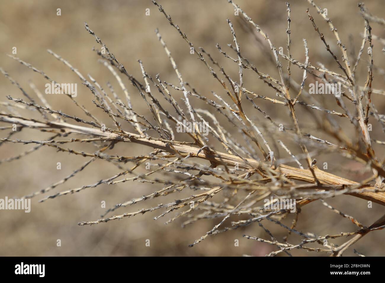 Thorn bush backdrop hi-res stock photography and images - Alamy