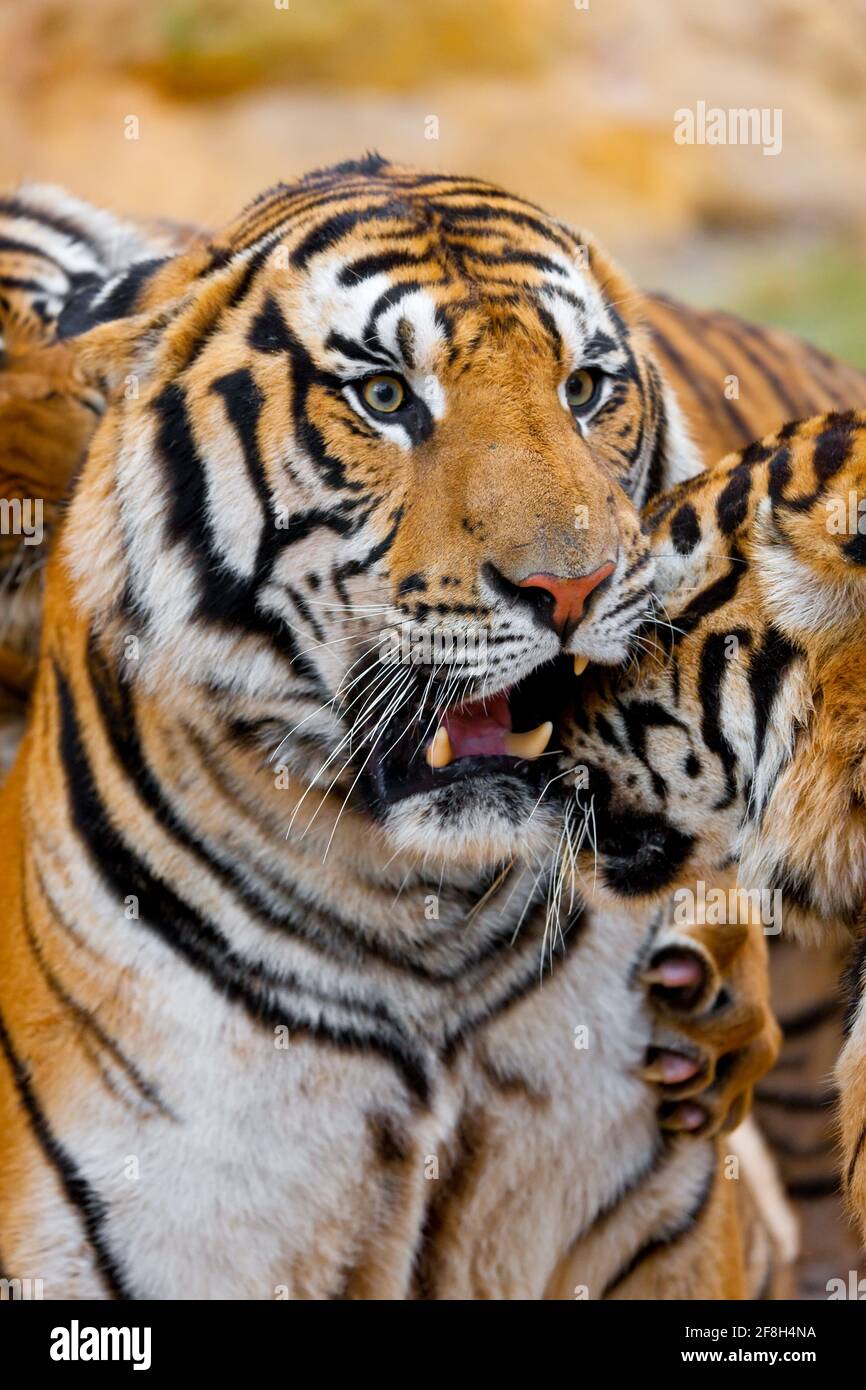 Portrait of an Indochinese tiger, Corbett's tiger, Panthera tigris ...